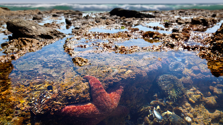 The Best Tide Pools to Explore in the United States - Ask.com