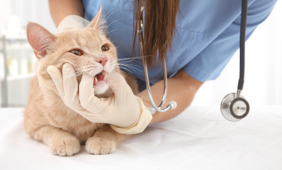 Affordable Pet Healthcare: Tips for Finding the Least Expensive Vet in ...